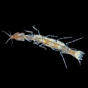 The Biodiversity of Singapore- Anthuroidea sp. 4