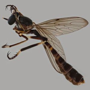 The Biodiversity of Singapore- Leptogaster moluccana