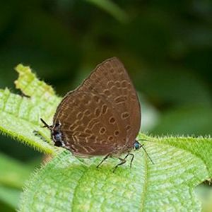 The Biodiversity of Singapore- Arhopala atosia malayana