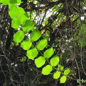 The Biodiversity of Singapore- Iodes velutina