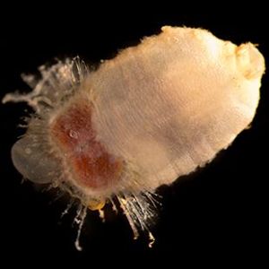 The Biodiversity of Singapore- Sternaspidae sp.