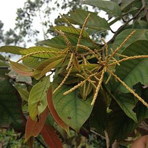 The Biodiversity of Singapore- Lithocarpus sundaicus