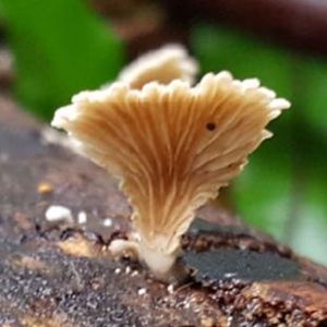 The Biodiversity of Singapore- Schizophyllum sp. 1