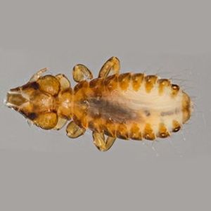 The Biodiversity of Singapore- Strigiphilus sp. ZRC_BDP0265616