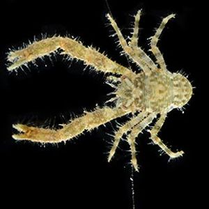The Biodiversity of Singapore- Galathea sp.
