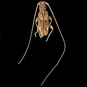 The Biodiversity of Singapore- Eoporis (Eoporis) elegans