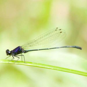 The Biodiversity of Singapore- Onychargia atrocyana