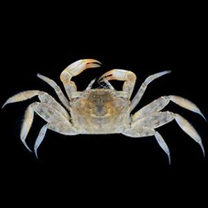 The Biodiversity of Singapore- Metaplax sp. JS-2229