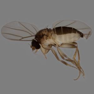 The Biodiversity of Singapore- Phoridae sp. 8544