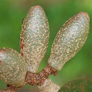 The Biodiversity of Singapore- Gnetum gnemonoides