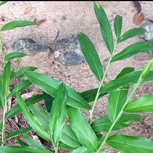 The Biodiversity of Singapore- Alpinia conchigera
