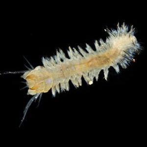 The Biodiversity of Singapore- Nereididae sp. SEA-1927