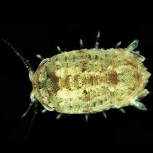 The Biodiversity of Singapore- Sphaeromatidae sp. 19