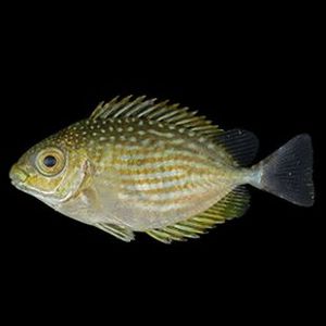 The Biodiversity of Singapore- Siganus sp. SS-0246