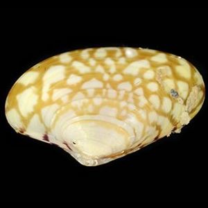 The Biodiversity of Singapore- Paratapes undulatus