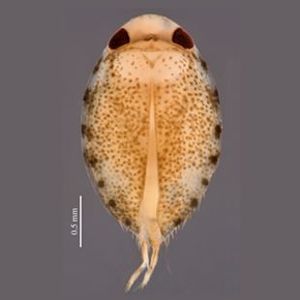 The Biodiversity of Singapore- Synaptonecta issa