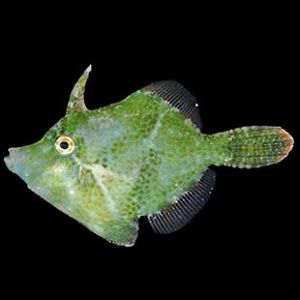 The Biodiversity of Singapore- Monacanthidae sp.