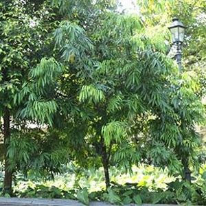 The Biodiversity of Singapore- Lepisanthes alata