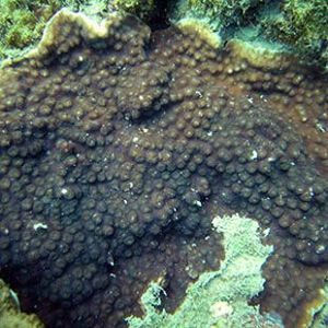 The Biodiversity of Singapore- Echinopora pacificus
