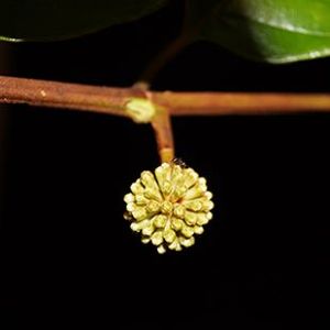 The Biodiversity of Singapore- Uncaria borneensis