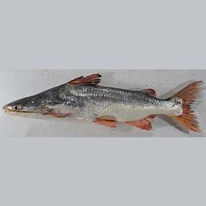 The Biodiversity of Singapore- Osteogeneiosus militaris