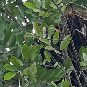The Biodiversity of Singapore- Knema curtisii
