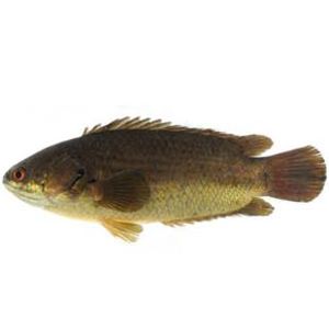 The Biodiversity of Singapore- Anabas testudineus