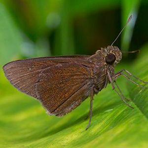 The Biodiversity of Singapore- Caltoris bromus bromus