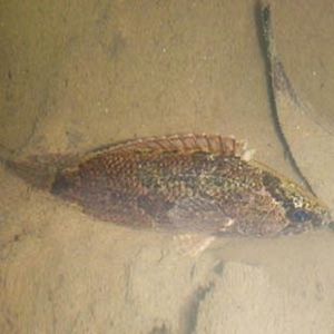 The Biodiversity of Singapore- Nandus nebulosus