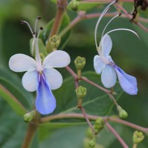 The Biodiversity of Singapore- Rotheca myricoides