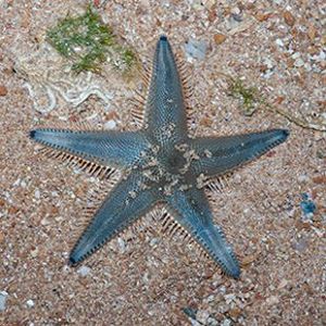The Biodiversity of Singapore- Astropecten indicus