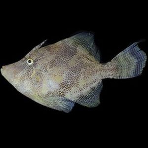 The Biodiversity of Singapore- Monacanthidae sp. SS-4451