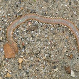 The Biodiversity of Singapore- Amphinomidae sp.