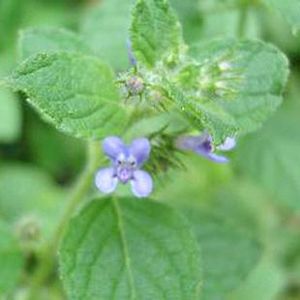 The Biodiversity of Singapore- Hyptis suaveolens