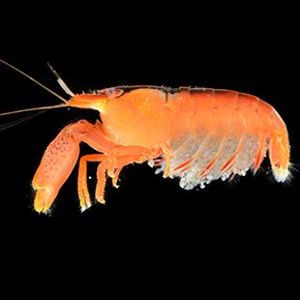 The Biodiversity of Singapore- Alpheus lottini