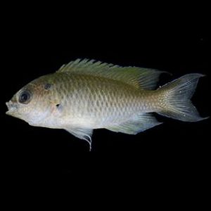 The Biodiversity of Singapore- Neopomacentrus sp. SS-4385