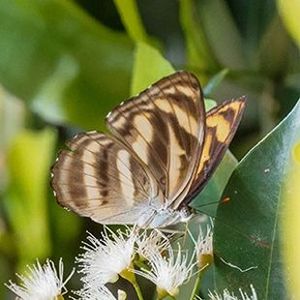 The Biodiversity of Singapore- Athyma nefte subrata