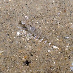 The Biodiversity of Singapore- Penaeidae sp.