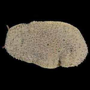 The Biodiversity of Singapore- Onchidium sp. 2