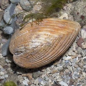 The Biodiversity of Singapore- Vasticardium sp.