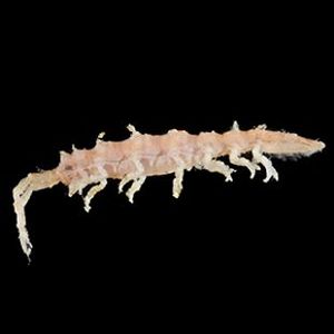 The Biodiversity of Singapore- Valvifera sp. 4