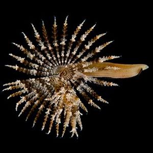 The Biodiversity of Singapore- Branchiomma sp. SA11-005