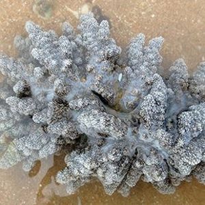 The Biodiversity of Singapore- Stereonephthya sp.