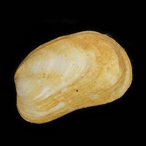 The Biodiversity of Singapore- Neotrapezium sublaevigatum