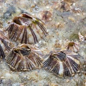 The Biodiversity of Singapore- Amphibalanus amphitrite