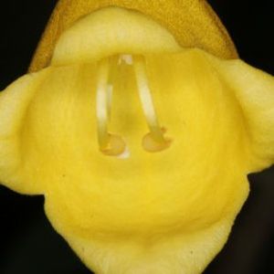 The Biodiversity of Singapore- Gmelina elliptica