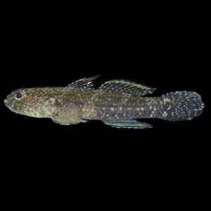 The Biodiversity of Singapore- Drombus triangularis