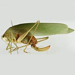 The Biodiversity of Singapore- Phaulula malayica