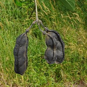 The Biodiversity of Singapore- Mucuna gigantea