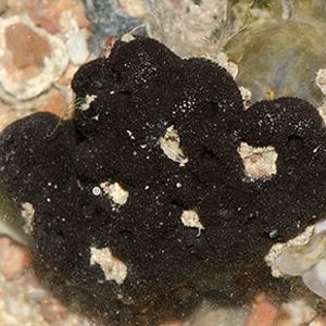 The Biodiversity of Singapore- Sponge sp.